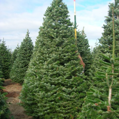 Our Products | Brooks Tree Farm