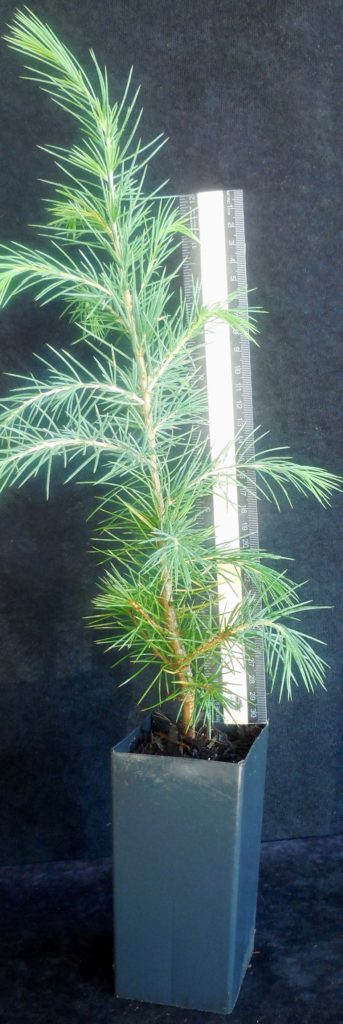 Cedrus deodara: Deodar Cedar (Band Pot) | Brooks Tree Farm