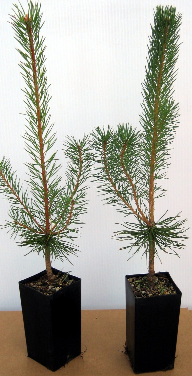 Pinus contorta murrayana Lodgepole Pine Band | Brooks Tree Farm