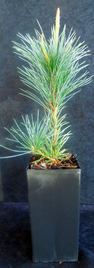 Pinus strobiformis: Southwestern White Pine (Band Pots) | Brooks Tree Farm